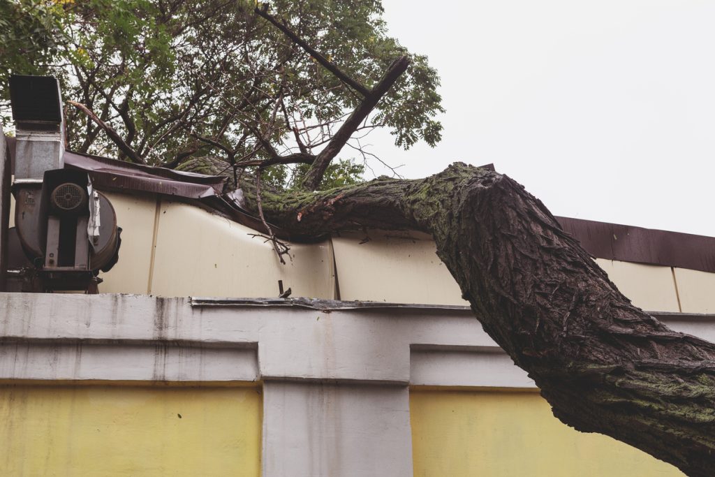 Coping with Tree Hazards: How Trees Can Damage Your Roof